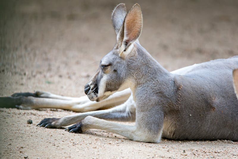 Kangaroo Relaxing in Dry Grass Stock Photo - Image of adult, desert ...