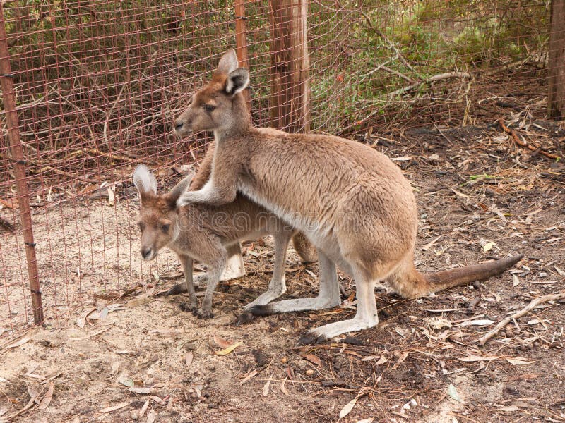 Kangaroo relaxing stock photo. Image of national, furry - 75698634