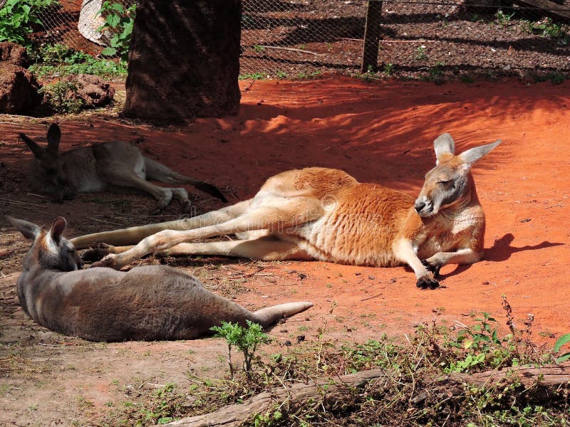 Relax Kangaroo stock image. Image of aussie, cool, hilarious - 34496141