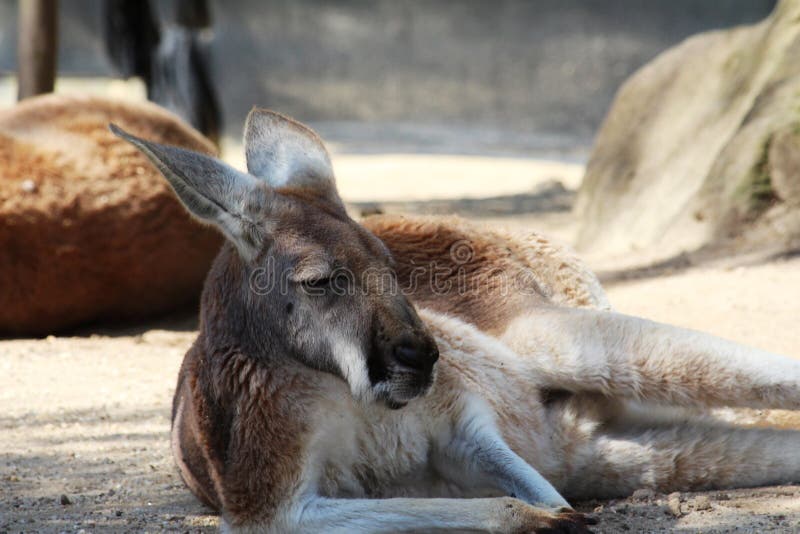 Kangaroo relaxing stock image. Image of hopping, peaceful - 44598587