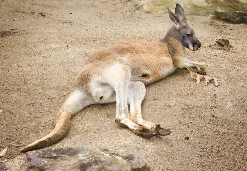 Kangaroo at rest stock photo. Image of rest, laying, furry - 10979890