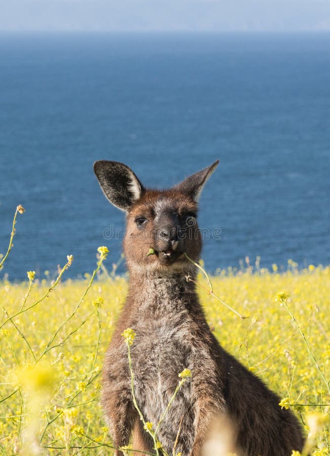 Kangaroo Resting Amid Yellow Flowers Near Water Stock Image - Image of ...