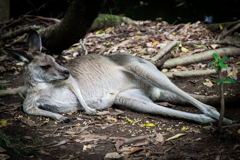 Kangaroo Resting in the Bush Completely Relaxed Stock Image - Image of ...