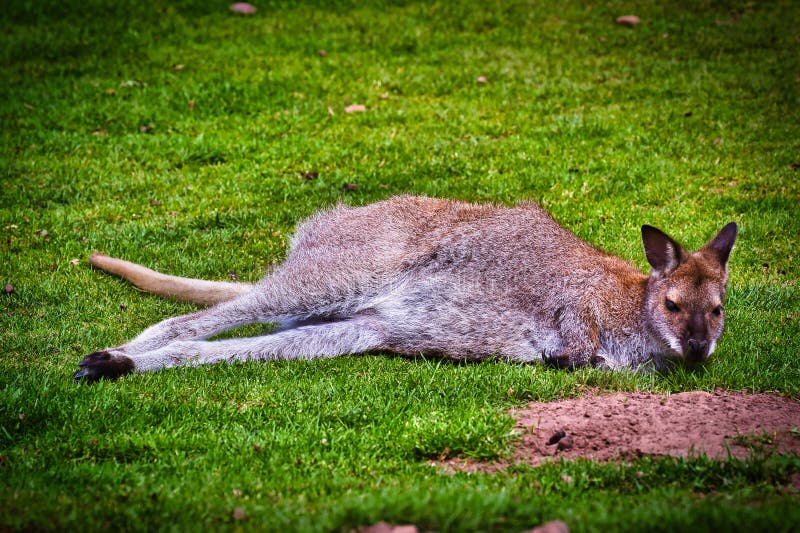 Kangaroo resting on grass stock photo. Image of grey - 321205960