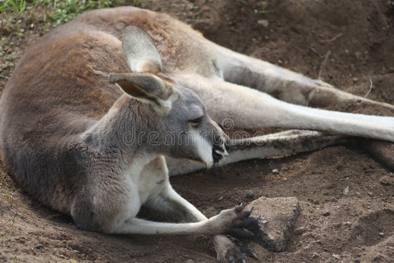 Kangaroo Resting on the Ground in Nature. Stock Photo - Image of ...