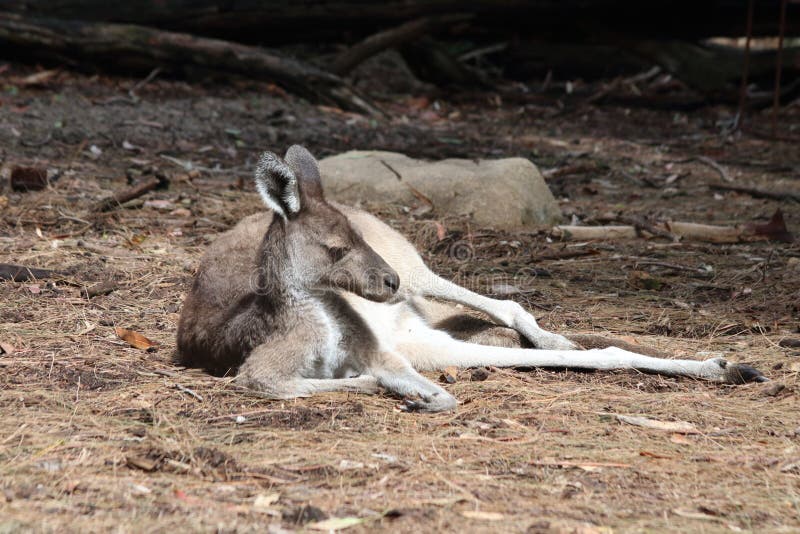 Kangaroo 1 stock image. Image of hairy, resting, australia - 77038721
