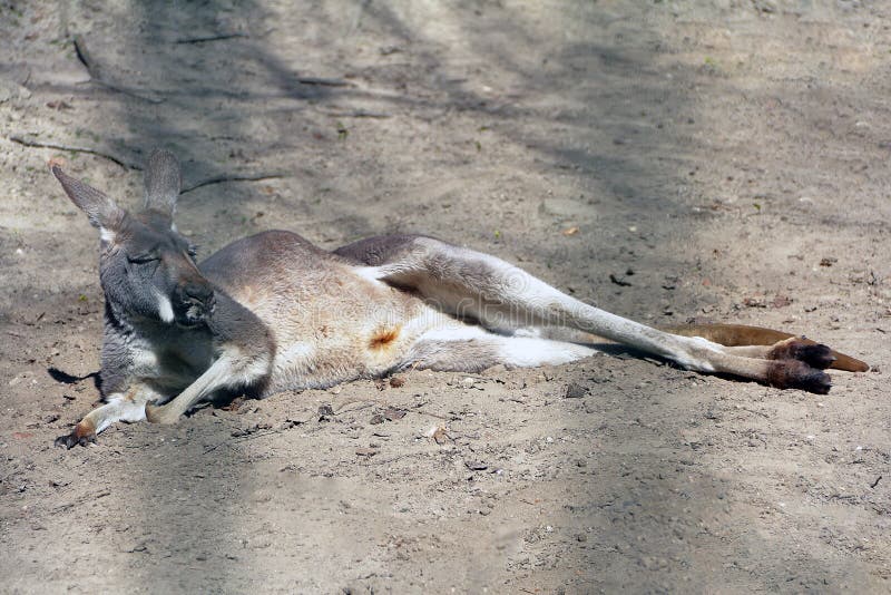 Kangaroo Resting in a Lying Position Stock Image - Image of wildlife ...