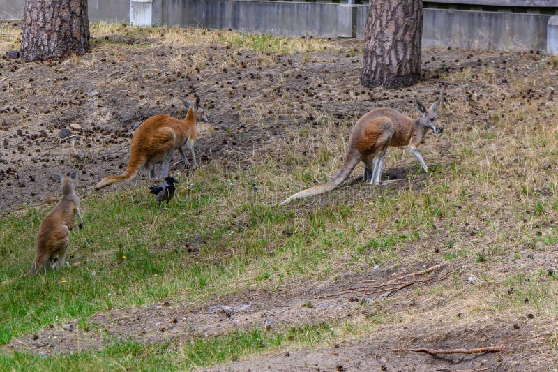 Kangaroo in the Riga Zoo in Summer 1 Stock Photo - Image of australian ...