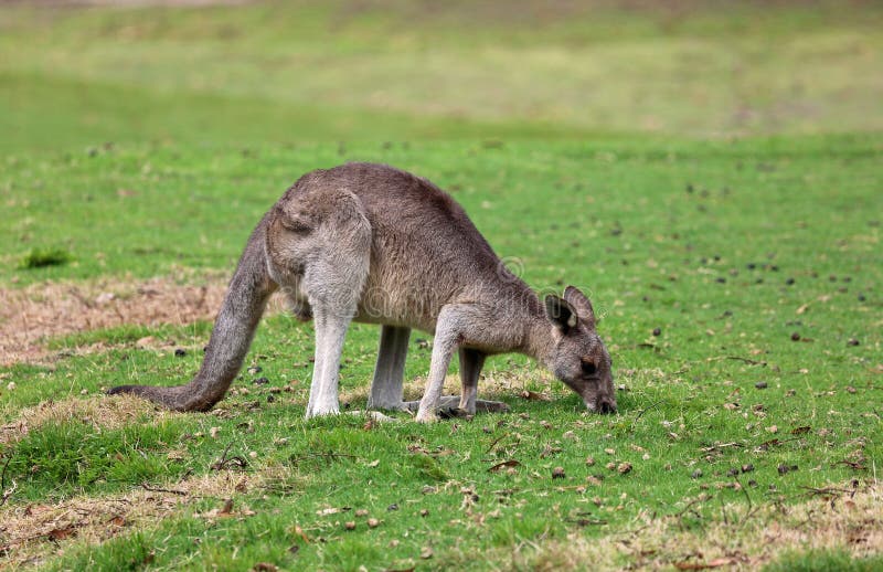 Kangaroo in Right Profile Grazing Stock Photo - Image of great, pouch ...