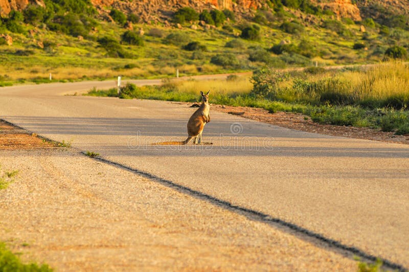 Kangaroo on the road stock photo. Image of giant, mammals - 33557034