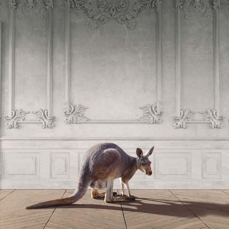 Kangaroo in the room stock illustration. Illustration of happy - 124040799