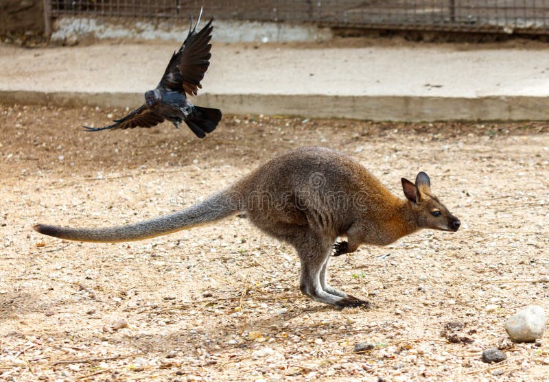 A Kangaroo is Running in the Dirt while a Bird Flies Above it Stock ...