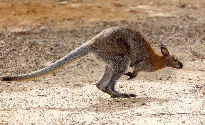 A Kangaroo is Running through the Dirt Stock Image - Image of mammal ...