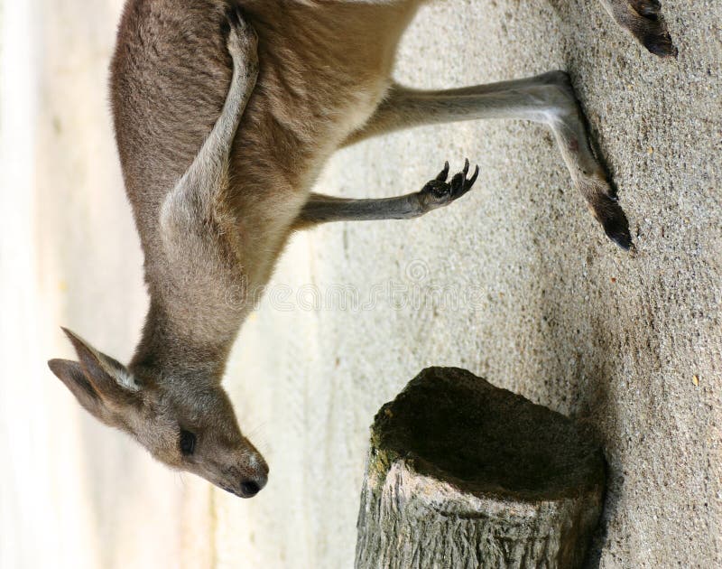 155 Kangaroo Scratching Stock Photos - Free & Royalty-Free Stock Photos ...