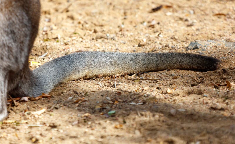 A Kangaroo S Tail is Shown in the Dirt Stock Image - Image of reptile ...