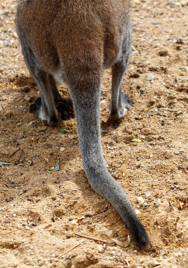 A Kangaroo S Tail is Shown in the Dirt Stock Photo - Image of dangerous ...