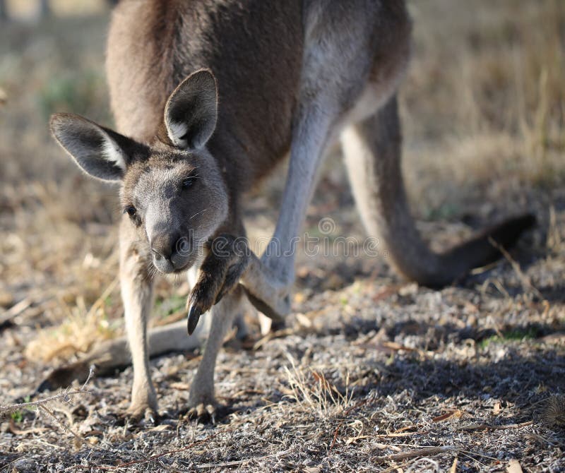 Man scratching kangaroo stock photo. Image of joey, paws - 29003008