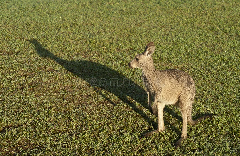 Kangaroo and shadow. stock image. Image of wallaby, kangaroo - 24013729