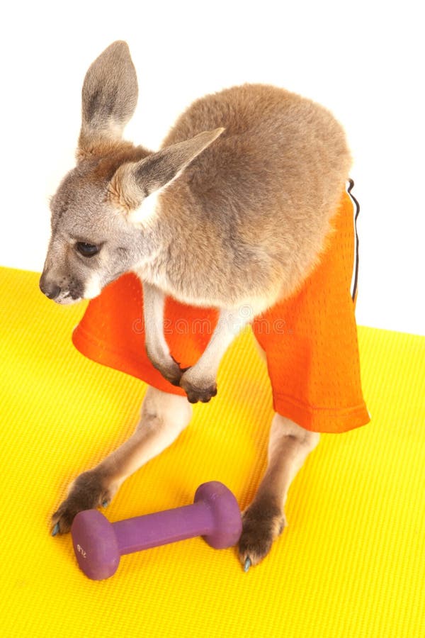 Baby Kangaroo Diaper