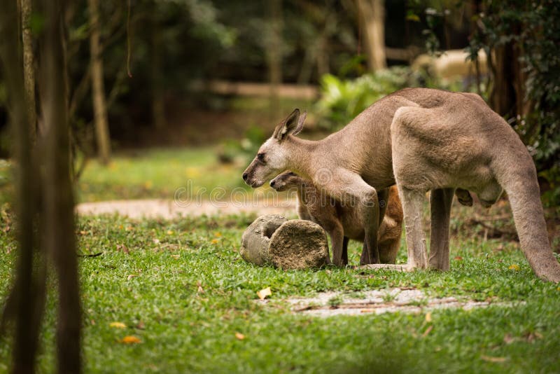 880 Side View Kangaroo Stock Photos - Free & Royalty-Free Stock Photos ...
