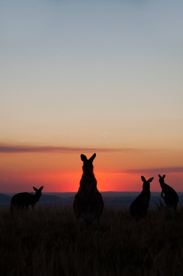 Kangaroo Silhouettes at Sunset. Stock Image - Image of australia ...