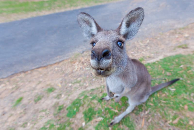 Kangaroo Sitting On The Ground In The Zoological Gardens Stock Image ...