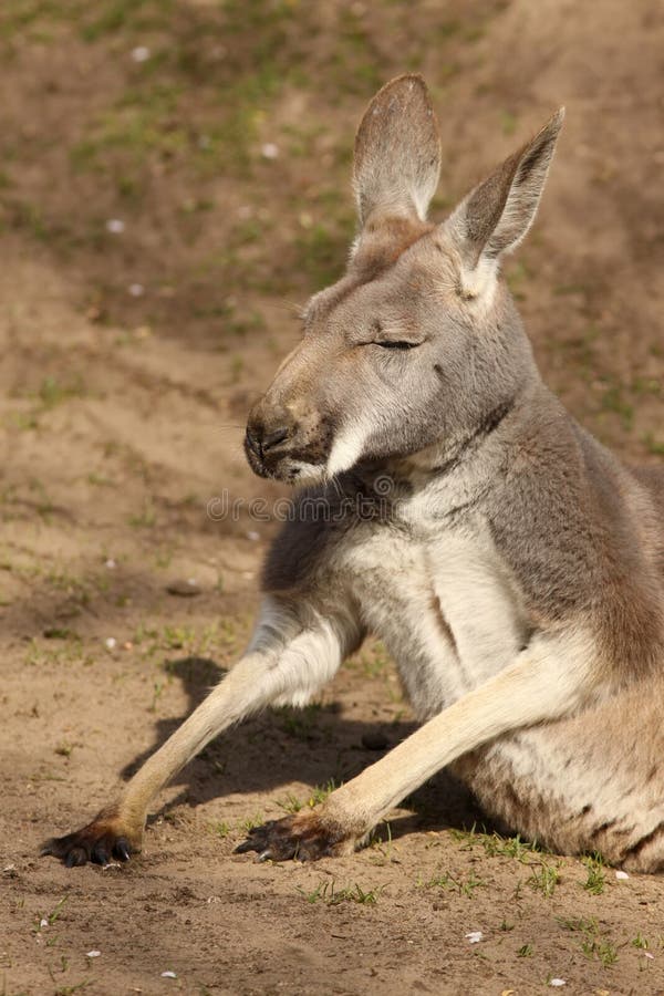 Kangaroo Sitting On The Ground Stock Photo - Image of animal, wildlife ...