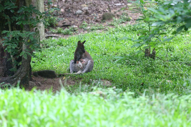 Kangaroo Sitting Holding a Baby on the Grass in the Forest Stock Image ...