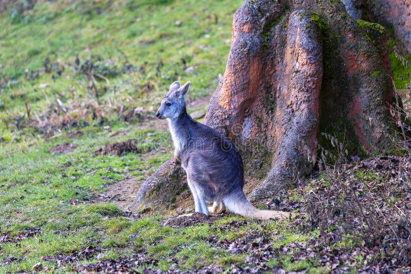 A Kangaroo Sitting by a Massive Tree and Grass Growing Under the Tree ...