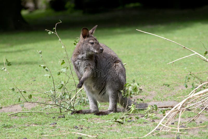 Kangaroo sitting stock image. Image of jumping, running - 60841607
