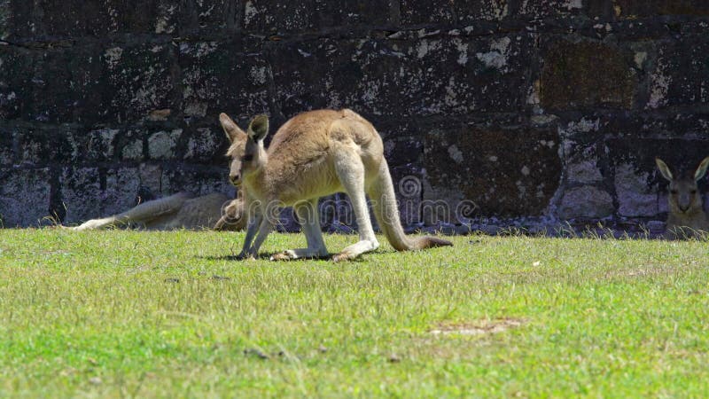 Kangaroo Sitting and Watching Stock Video - Video of station, business ...