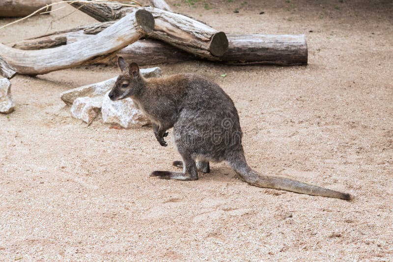 Kangaroo at the zoo stock photo. Image of closeup, biology - 313283110
