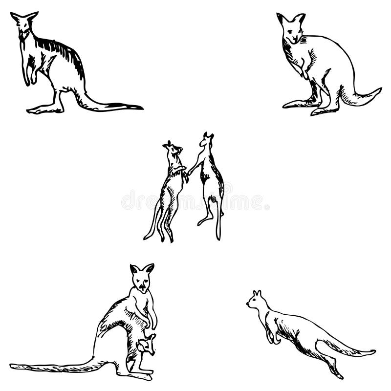 Kangaroo Sketch Hand Pencil Drawing Stock Illustrations – 59 Kangaroo ...