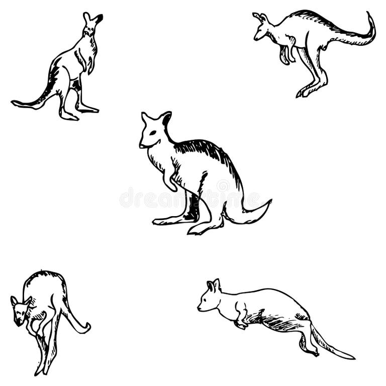 Kangaroo Sketch Hand Pencil Drawing Stock Illustrations – 59 Kangaroo ...