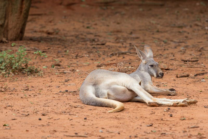 807 Kangaroo Sleep Stock Photos - Free & Royalty-Free Stock Photos from ...