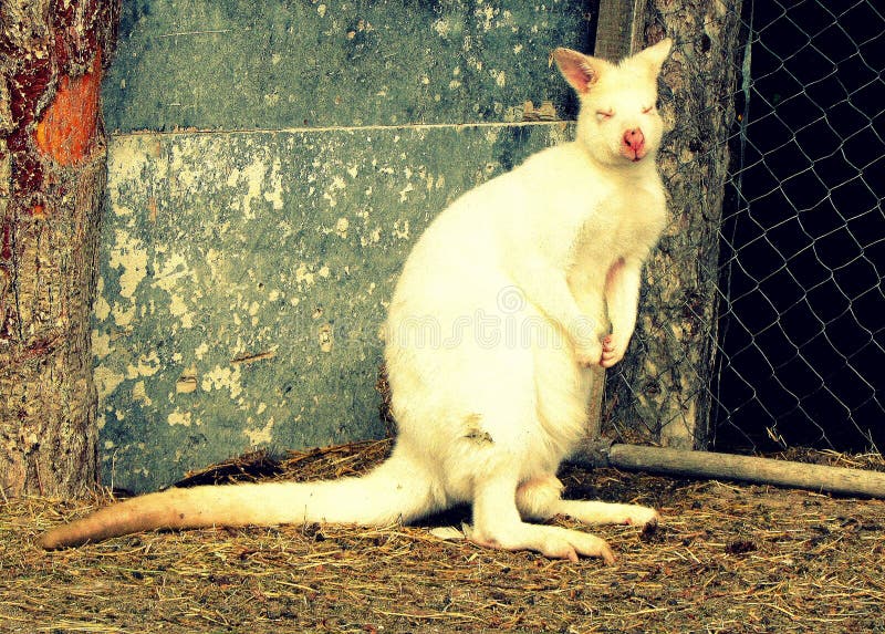 Kangaroo stock photo. Image of animal, sleeping, beautiful - 84218156