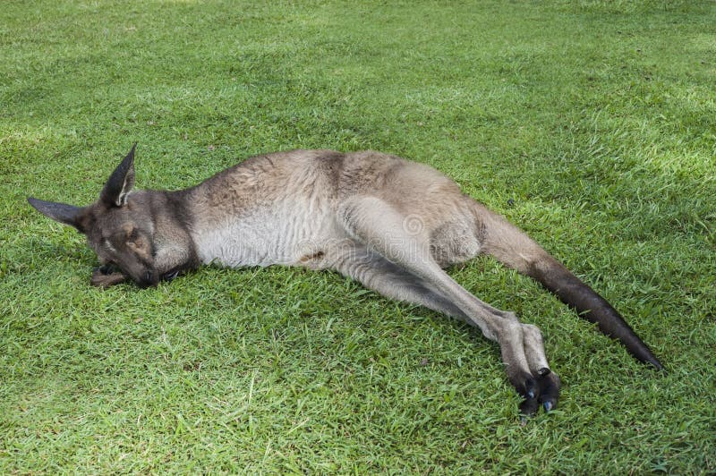 Kangaroo Sleeping on the Ground Stock Photo - Image of grass, animal ...