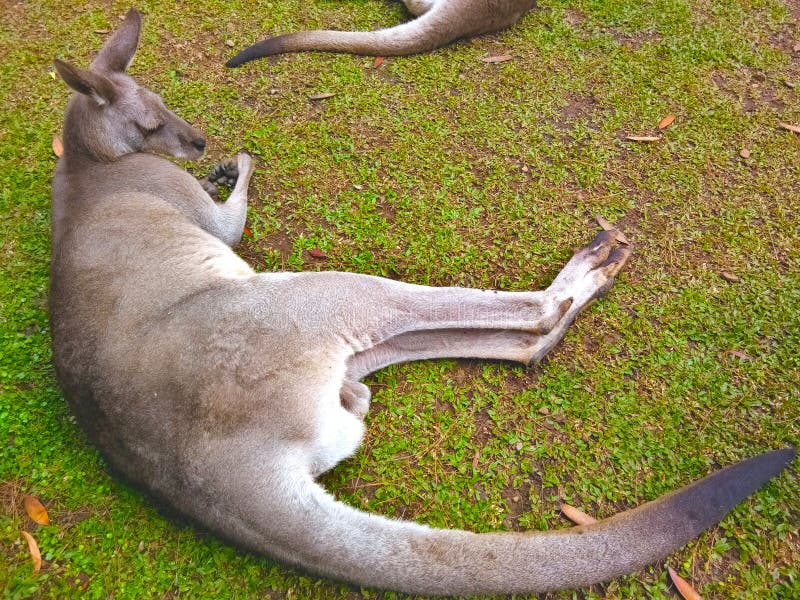 Kangaroo Sleeping on the Grass Stock Photo Stock Photo - Image of close ...