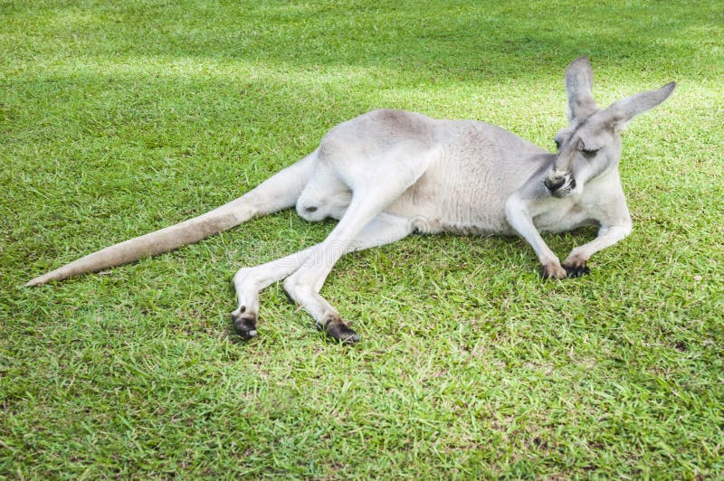Kangaroo Sleeping in a Zoo, a Leaping Mammal of Australia and Nearby ...