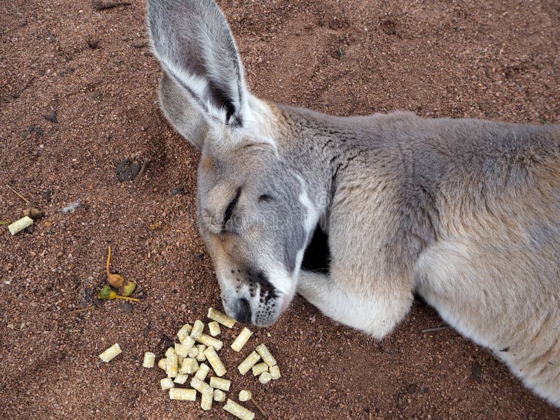 Kangaroo Sleeping in the Zoo Australian Stock Image - Image of portrait ...