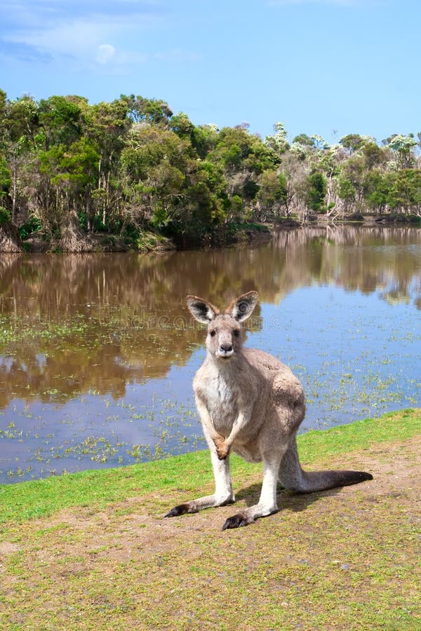 Kangaroo standing upright stock photo. Image of claw - 28074120