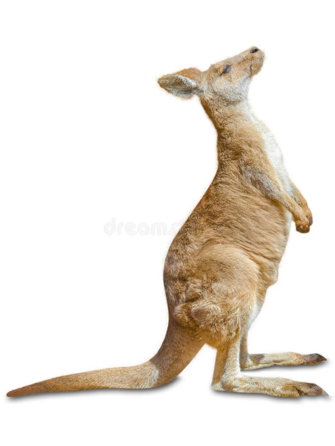 Kangaroo standing stock photo. Image of wildlife, macropus - 52199262