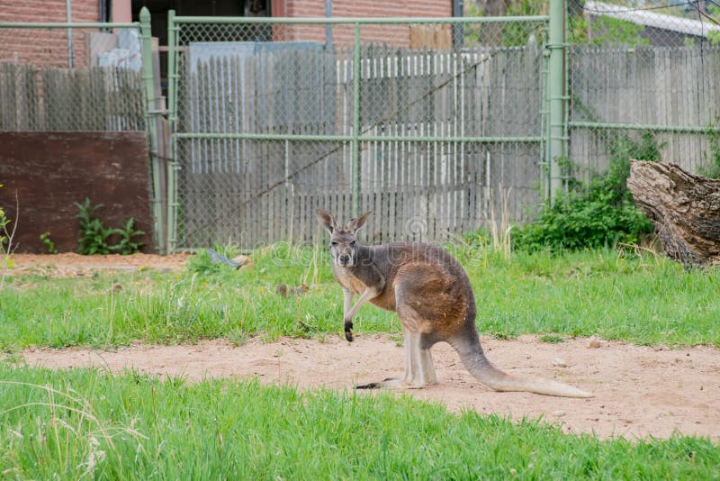 Kangaroo Standing in the Zoo Stock Photo - Image of family, united ...