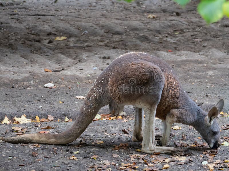 Kangaroo Stands on a Sandy Terrain in the Zoo Stock Photo - Image of ...
