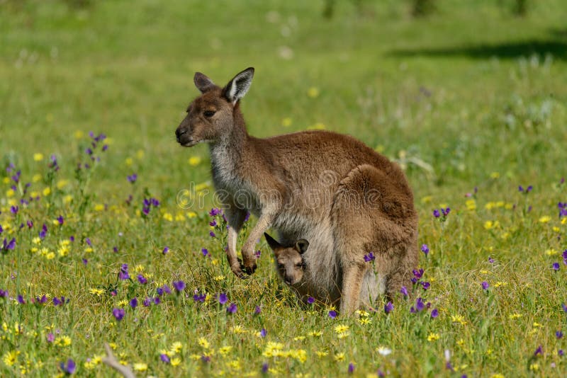 Kangaroo stock photo. Image of joey, kangaroo, bush, aussie - 36840596