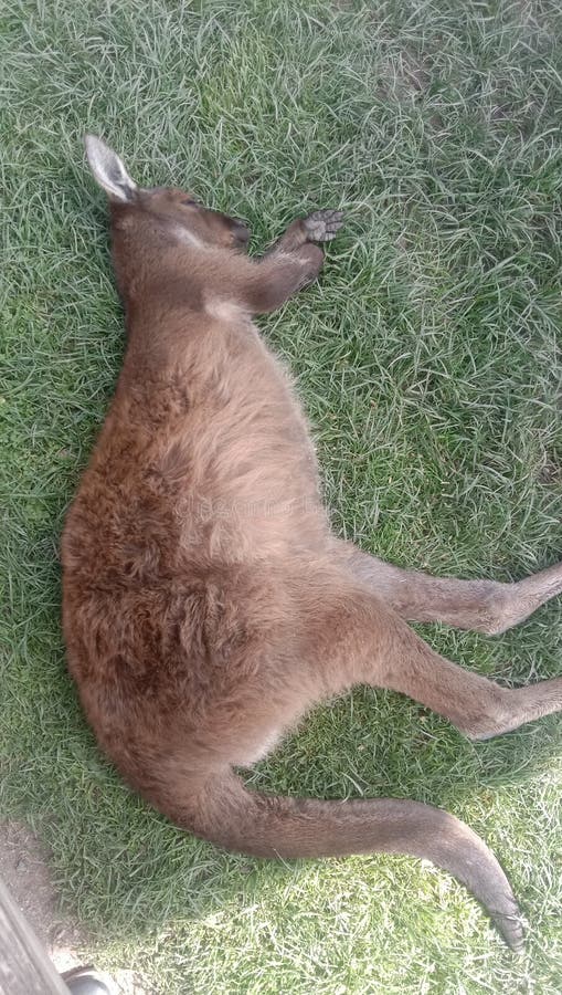 Kangaroo still sleeping stock image. Image of kangaroo - 264836309