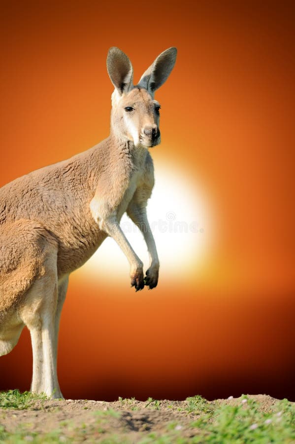 Kangaroo at sunset stock image. Image of national, native - 61411931