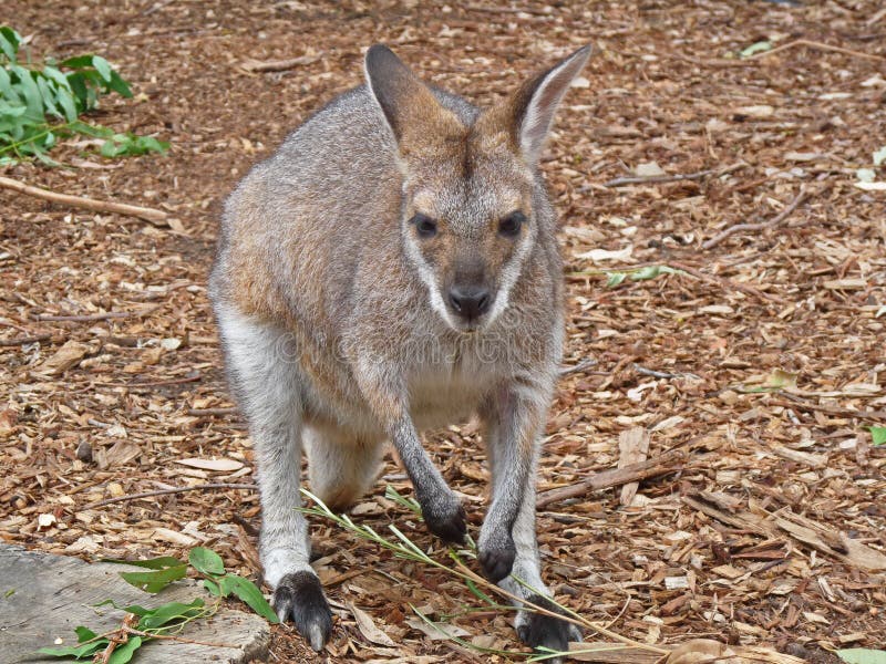 Kangaroo In Sydney, Australia Stock Image - Image of wildlife ...