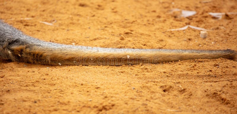 Kangaroo Tail stock photo. Image of kangaroo, tree, tail - 498284