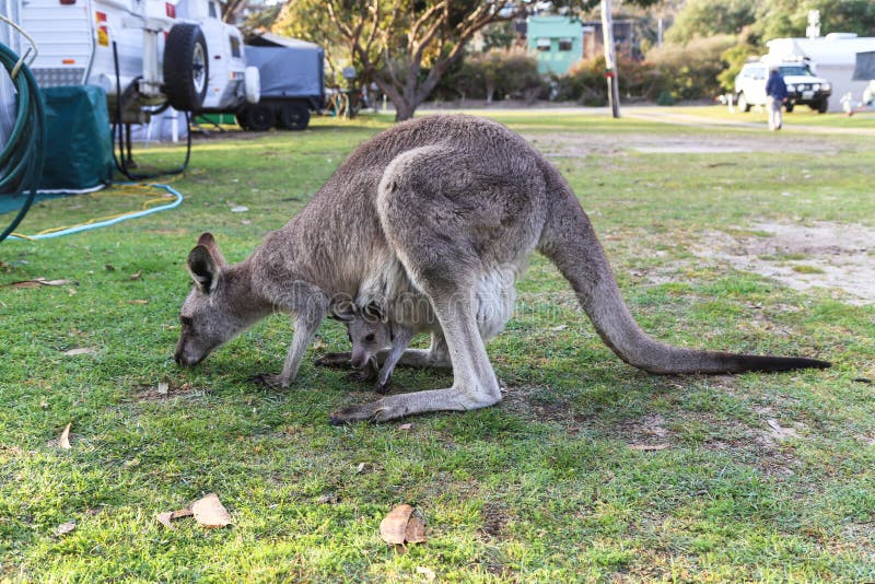 Kangaroo in a Touring Car Camp,australia Stock Photo - Image of mammal ...